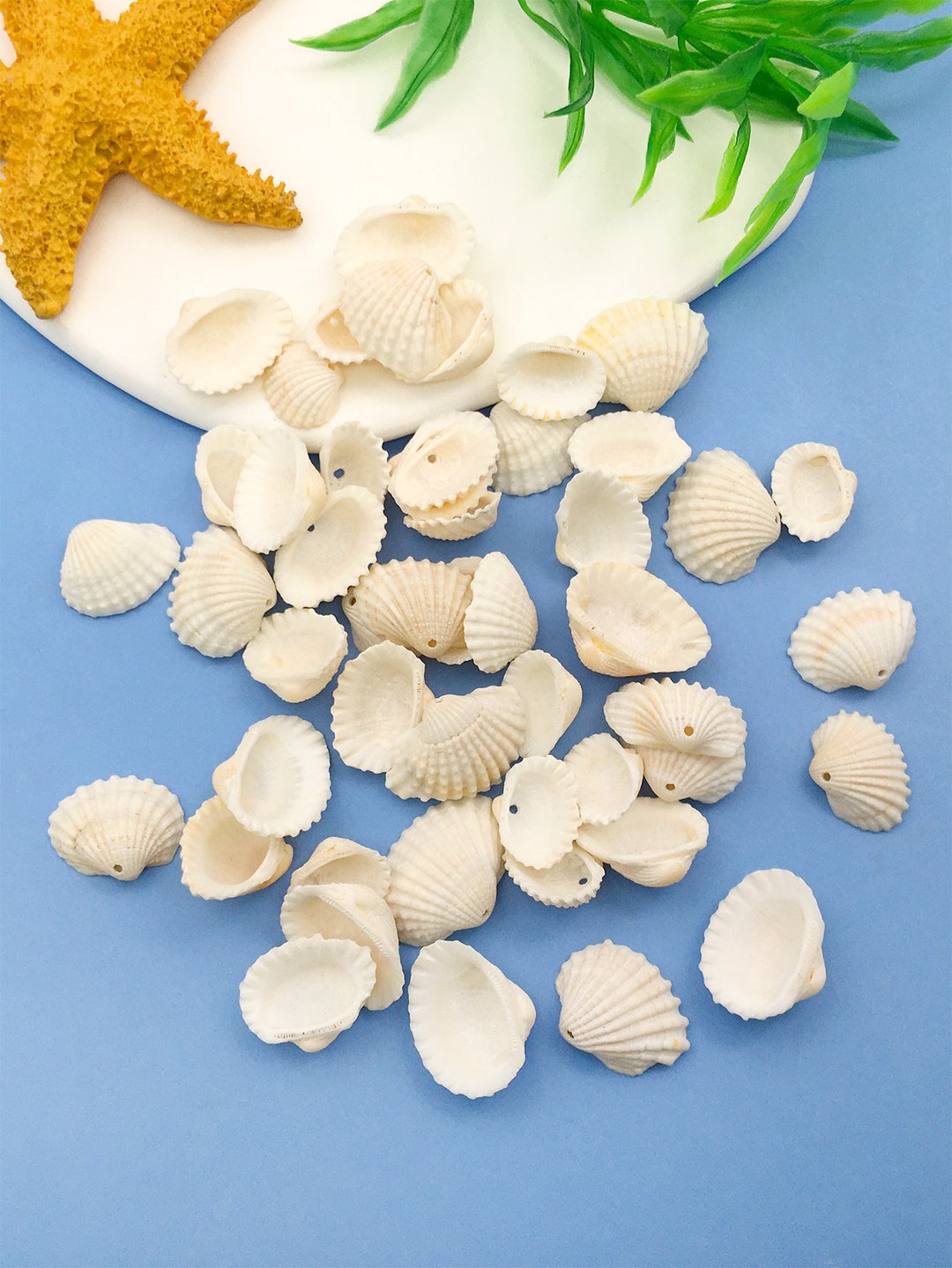 50pcs Natural Seashells/craft Seashells, Shells for Art, Bulk Seashells ...