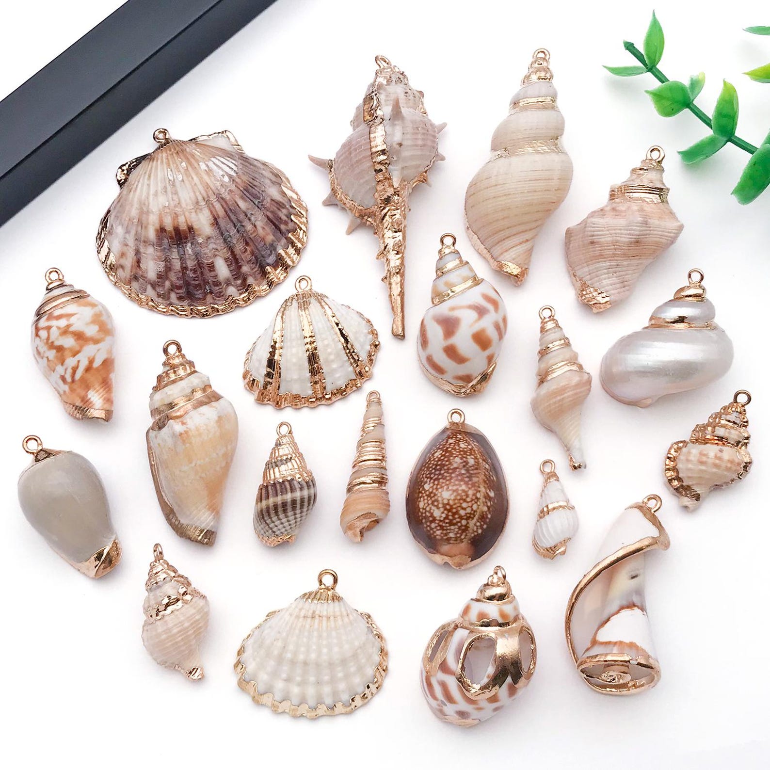 2pcs Seashell Charms Sea Shell Charms Gold Electroplated Natural Conch ...