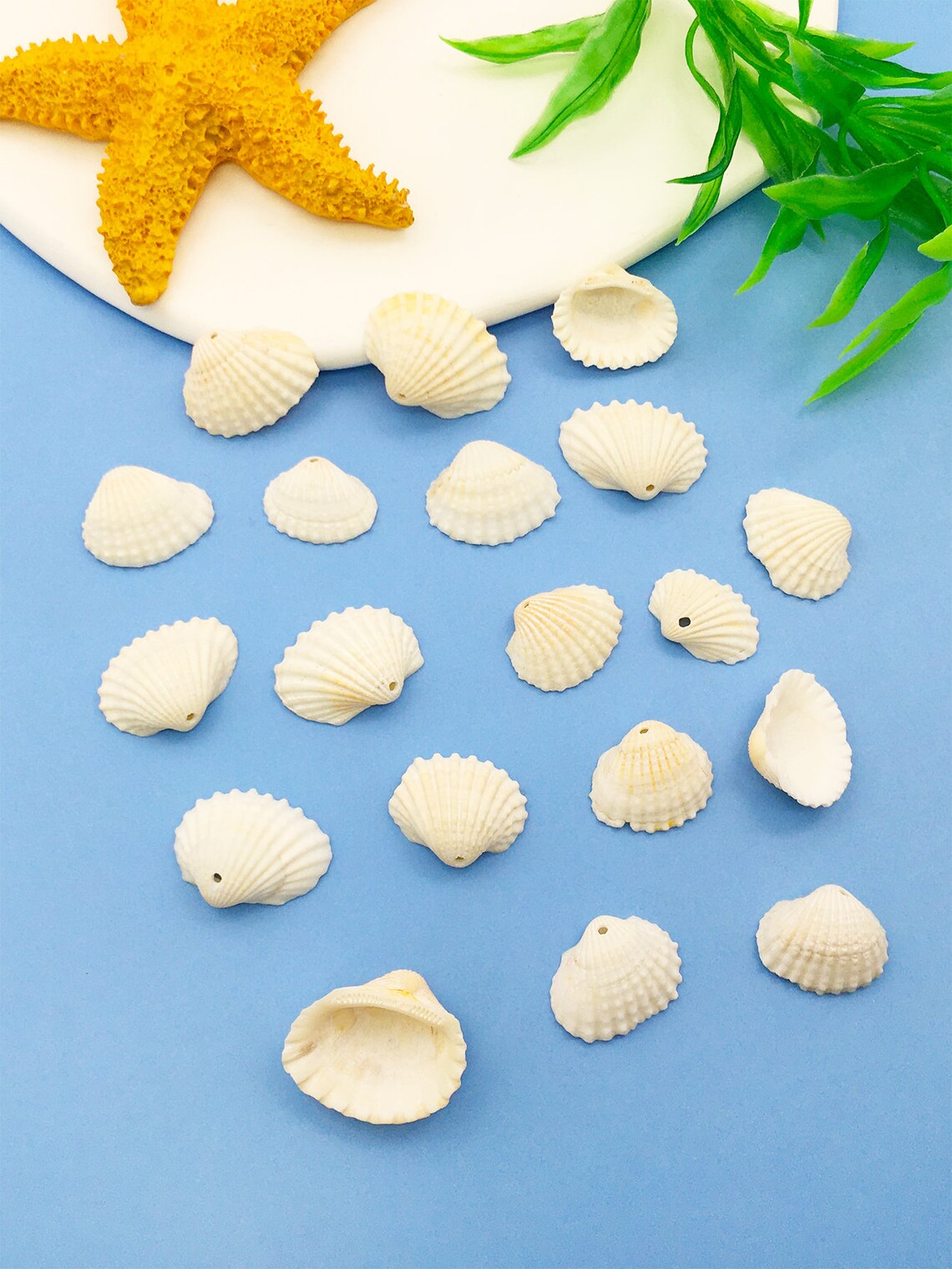 50pcs Natural Seashells/craft Seashells, Shells for Art, Bulk Seashells ...