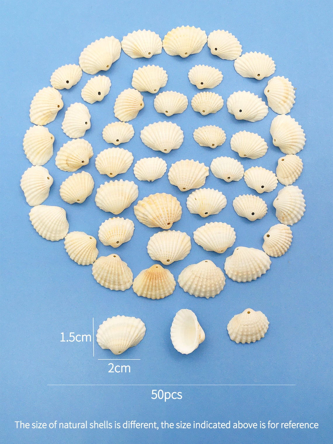 50pcs Natural Seashells/craft Seashells, Shells for Art, Bulk Seashells ...