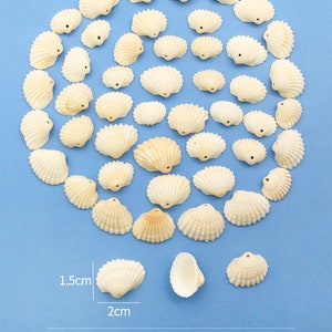 50pcs Natural Seashells/craft Seashells, Shells for Art, Bulk Seashells ...