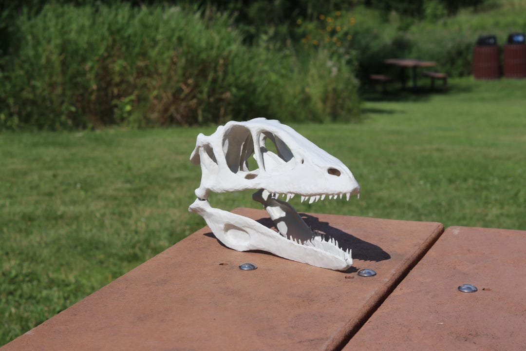 Raptor Skull - 3D Print - Etsy