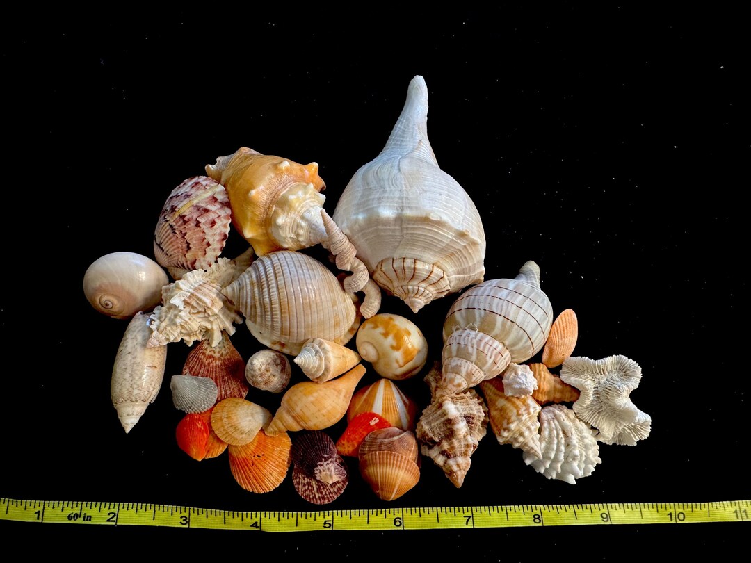Collectors Shells ,all Shells Have Been Self Collected From the West ...