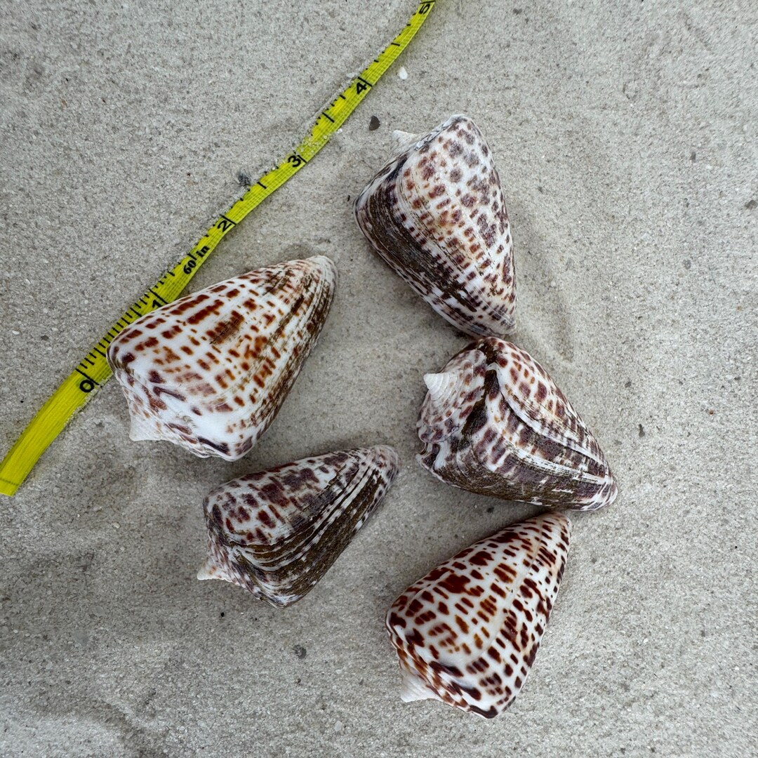 Collectors Shells/florida Alphabet Cone Sea Shells - Etsy