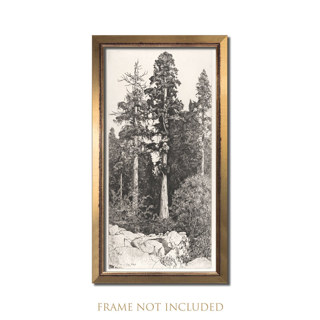 Vintage Tree Art Sequoia Tree Print Botanical Artwork Muted - Etsy