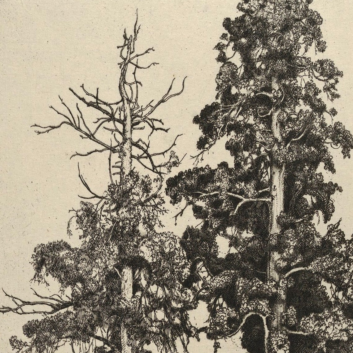 Vintage Tree Etching Print Antique Landscape Painting Modern - Etsy
