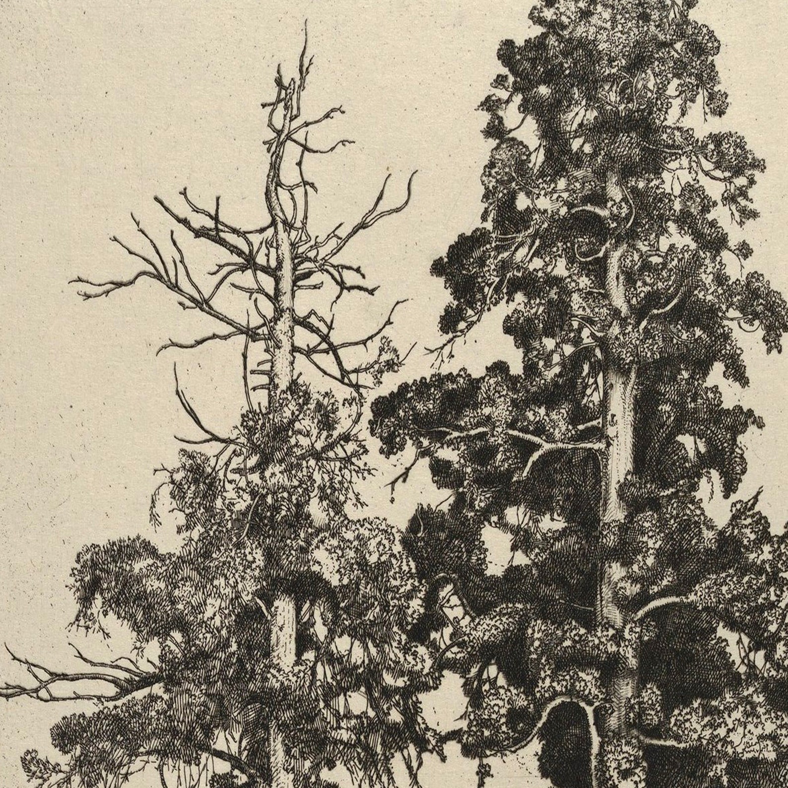 Vintage Tree Etching Print Antique Landscape Painting Modern - Etsy