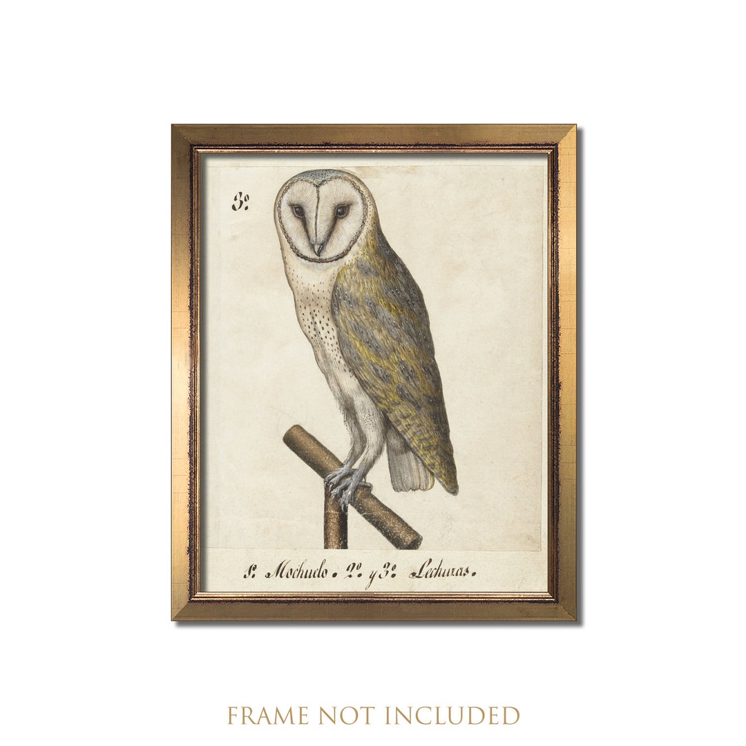 Bird Art Print, Barn Owl, Antique Sketch, Muted Vintage Drawing, Beige ...