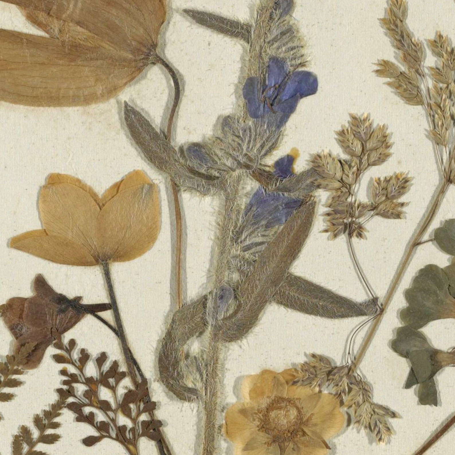 Pressed Flower Art Pressed Botanical Print Floral Prints - Etsy