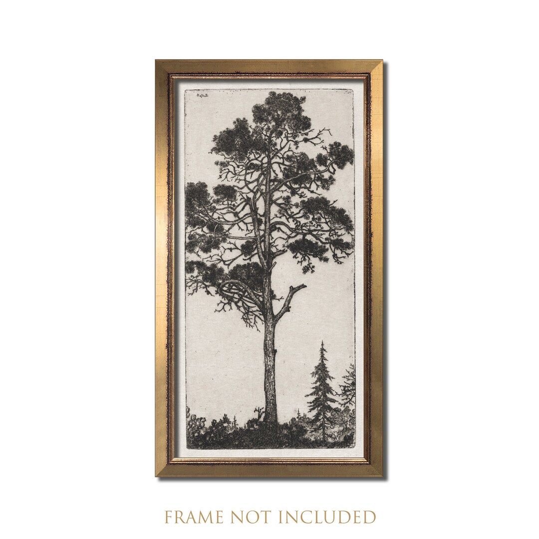 Vintage Pine Tree Drawing, Antique Tree Print, Botanical Wall Art ...