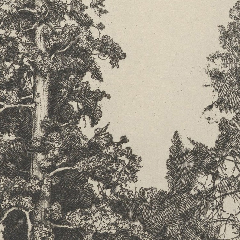 Tree Art Print Tall Tree Canvas Tree Tops Art Vintage Tree - Etsy