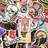 900+ Anatomy & Biology Stickers | Anatomy Stickers | Goodnotes Stickers ...