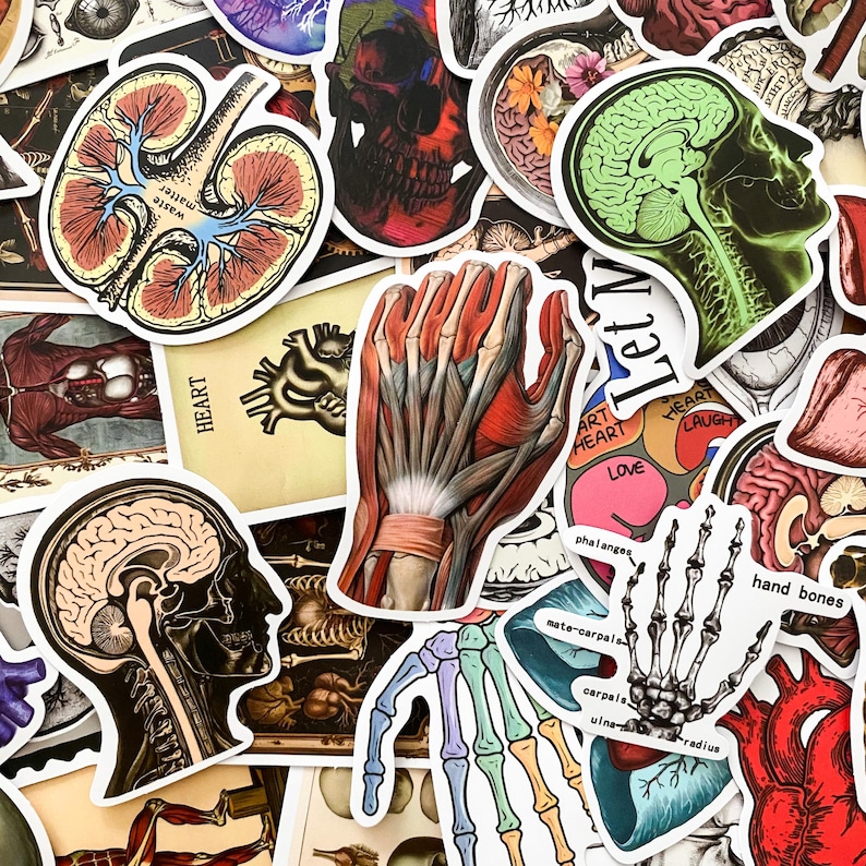 Pack of 50 Anatomy Diagram Stickers, Muscle System Stickers, Skeleton ...