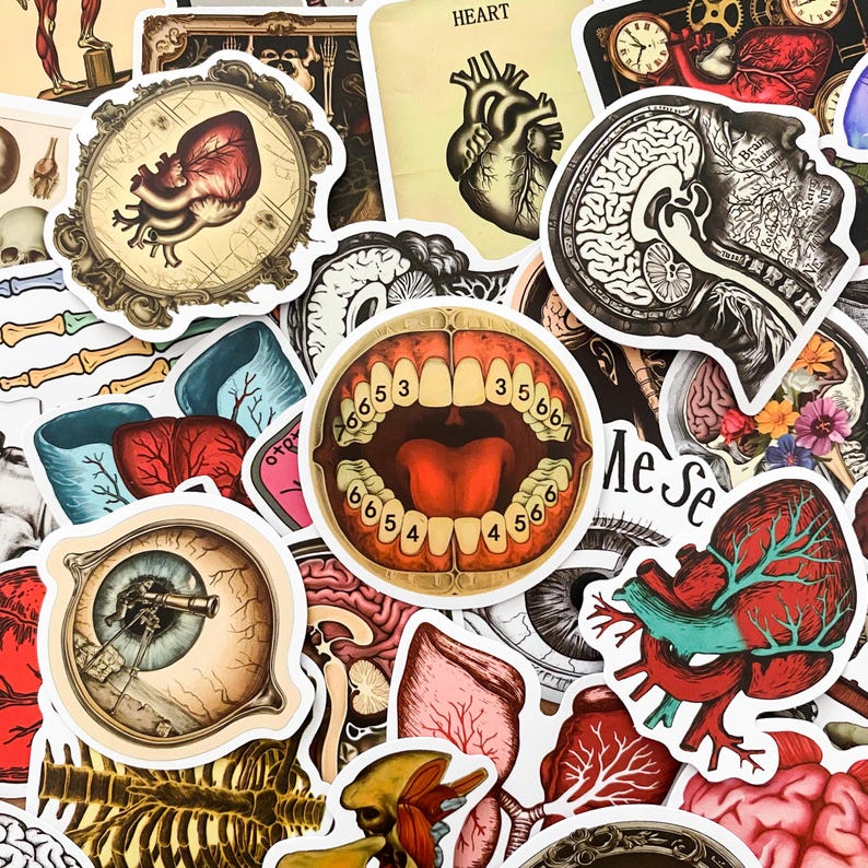 Pack of 50 Anatomy Diagram Stickers, Muscle System Stickers, Skeleton ...