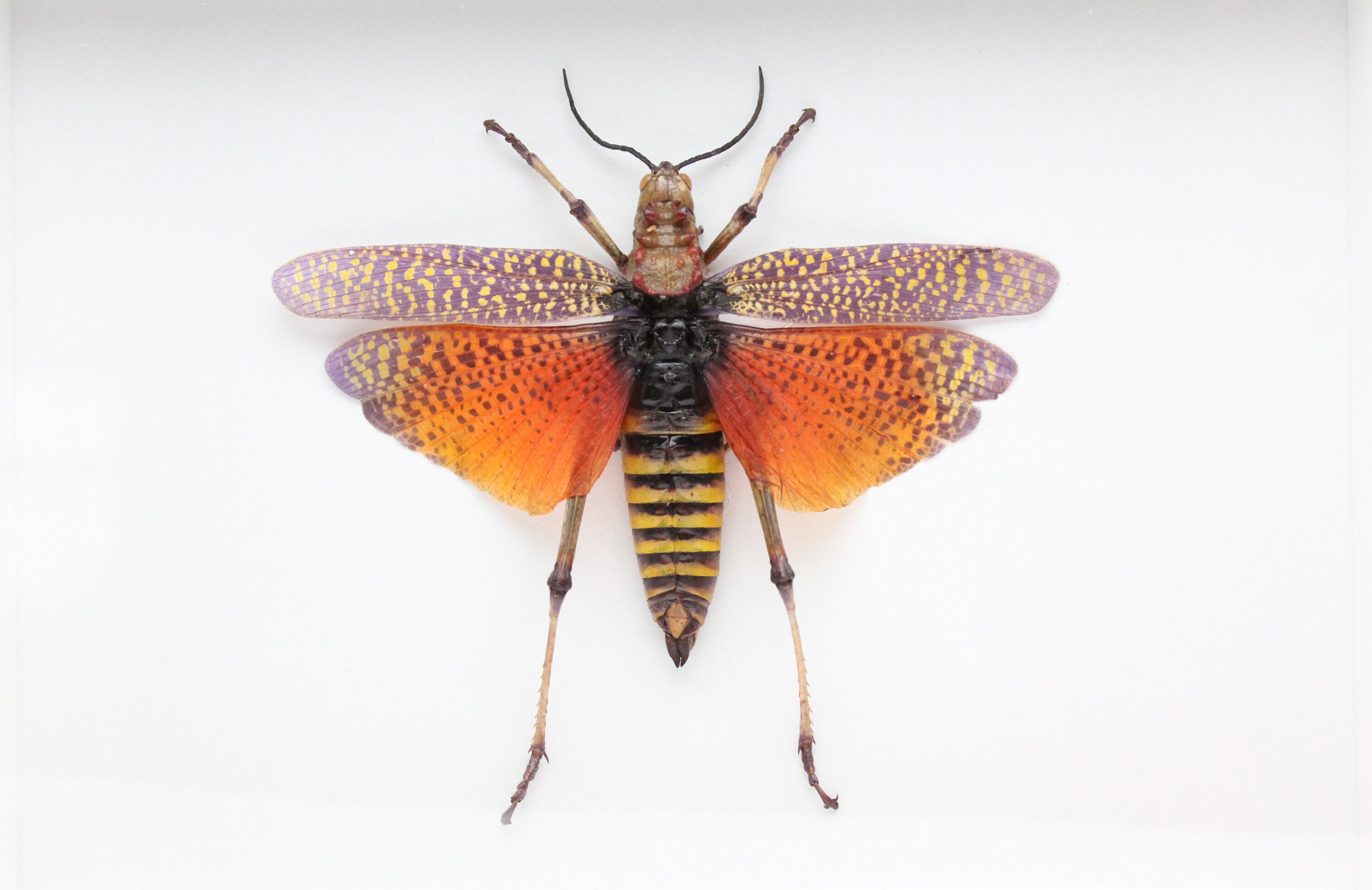 Real African bush grasshopper Framed Insect Phymateus aegrotus - Etsy.de