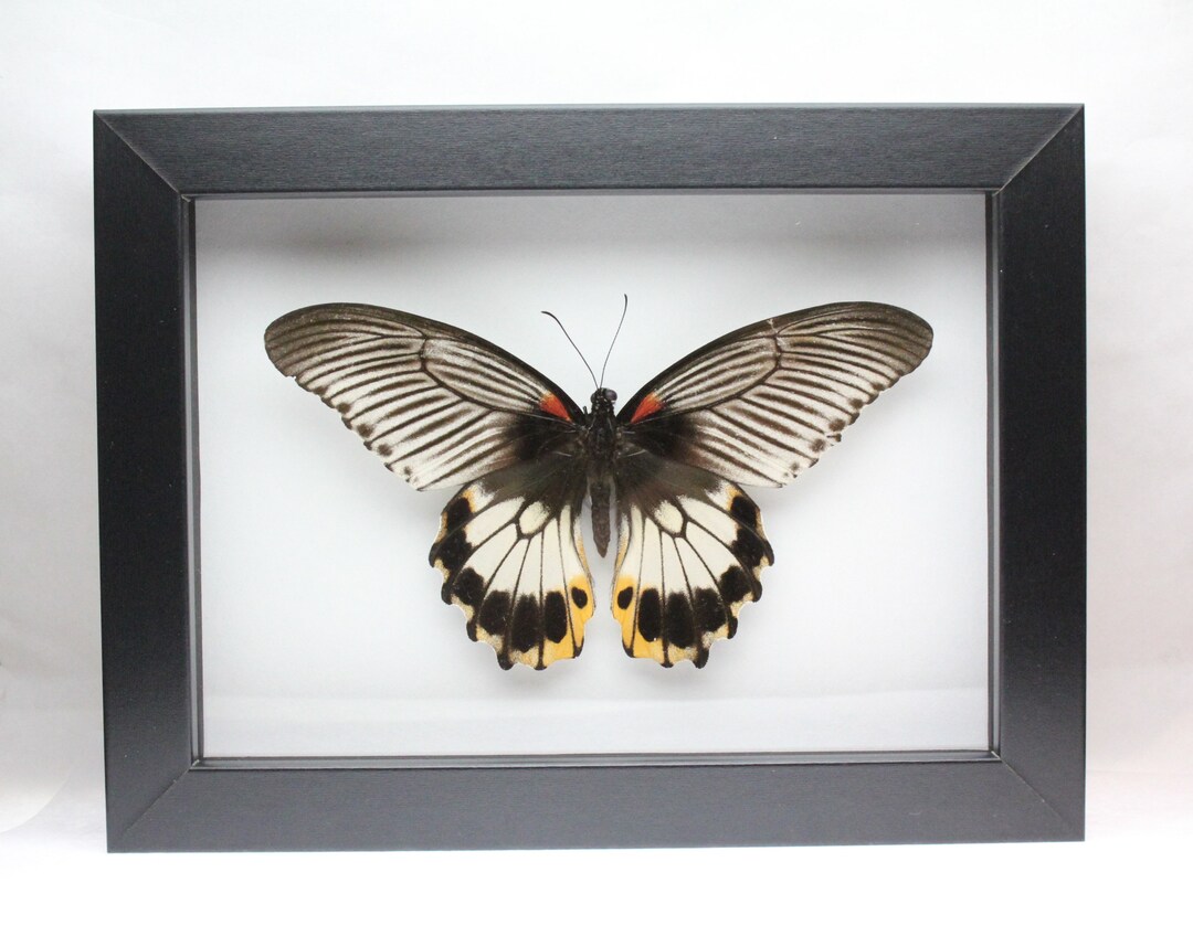 Real Great Mormon Butterfly Framed Insect Bug Gift Papilio - Etsy