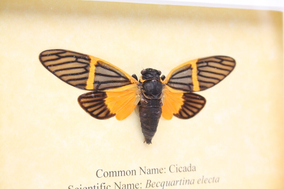 Real Yellow and Black Cicada Framed Insect Bug Gift Becquartina Electa ...