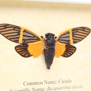 Real Yellow and Black Cicada Framed Insect Bug Gift Becquartina Electa ...