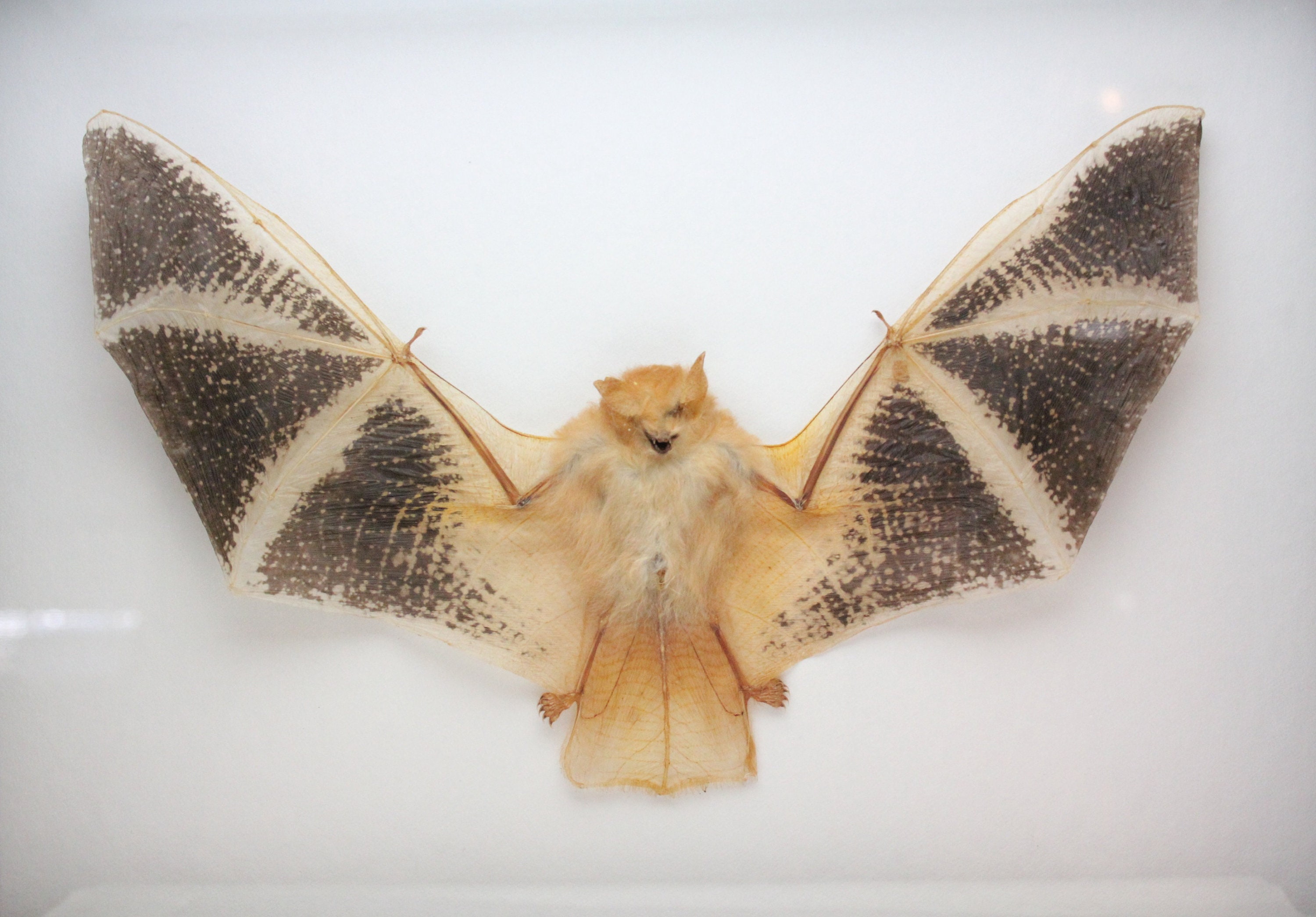 Real Asian Painted Bat Framed Gift Kerivoula Picta - Etsy Canada