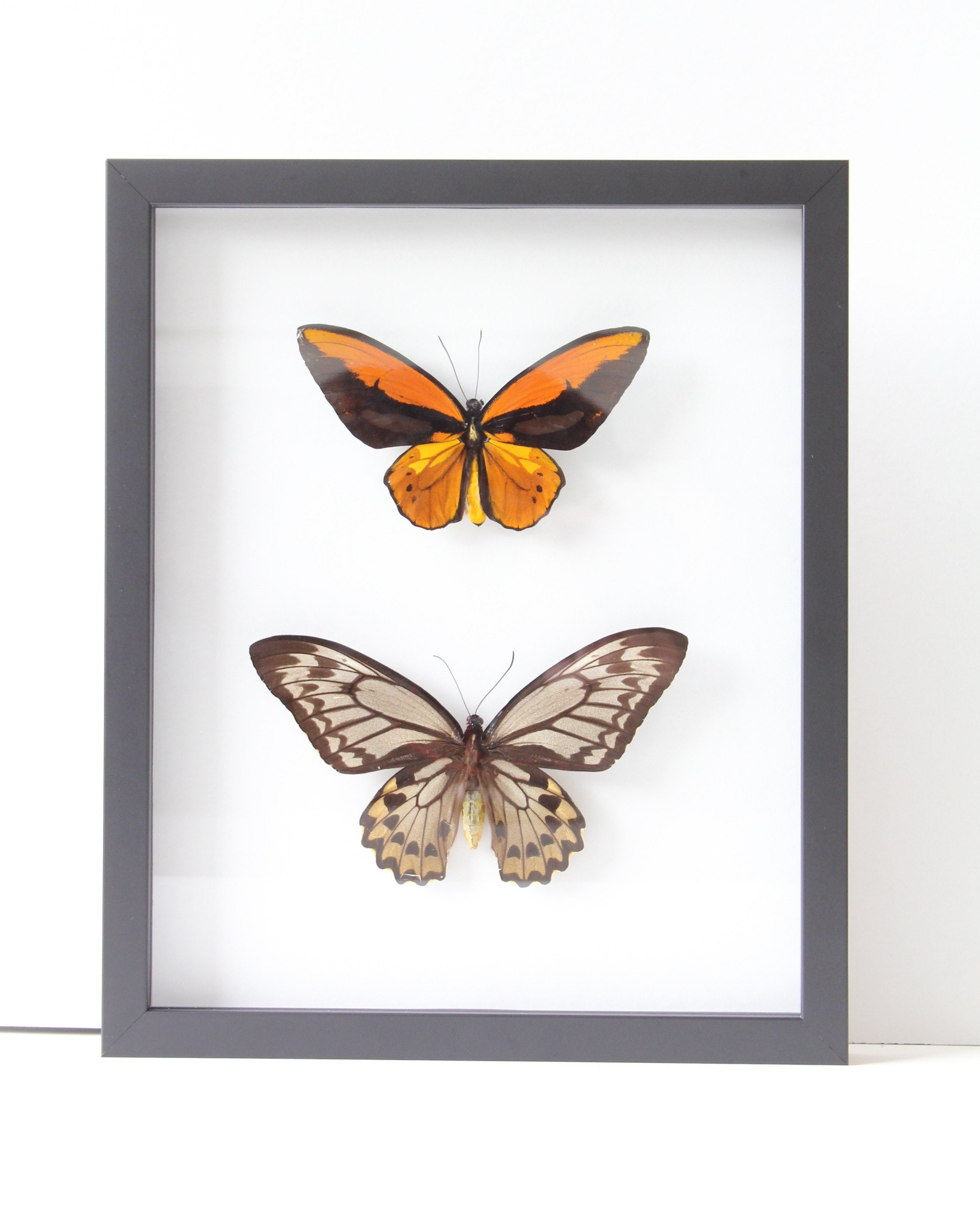 Real Wallace's Golden Birdwing Butterfly Pair Framed Insect Bug Gift ...
