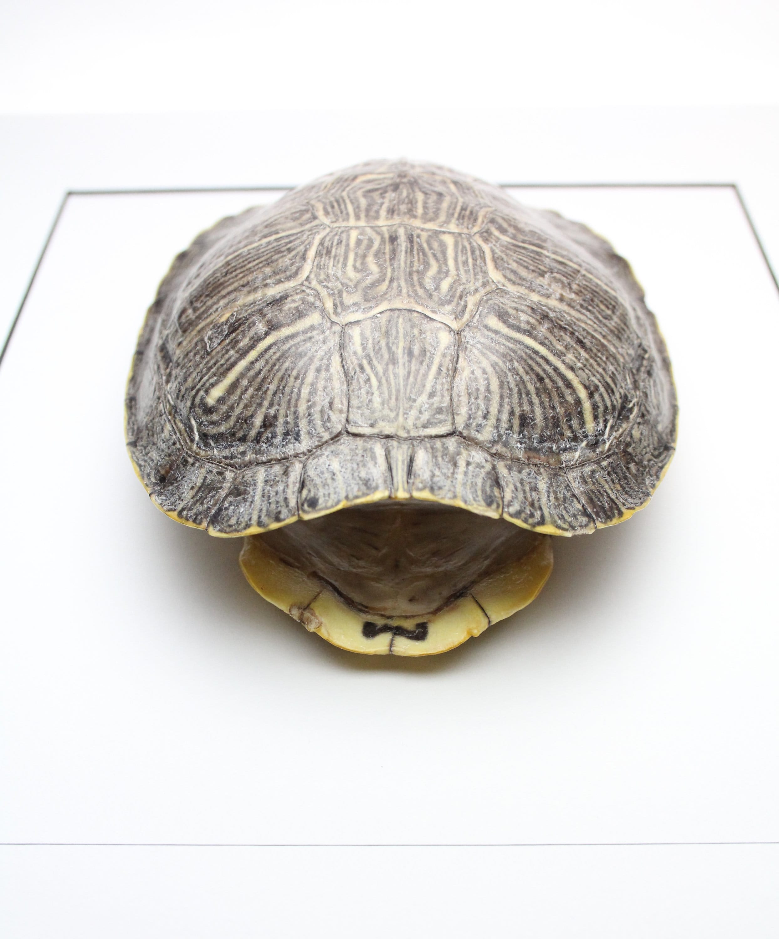 Sporting Goods Natural Red Eared Slider Turtle Shells 7-8 inch CHOOSE ...