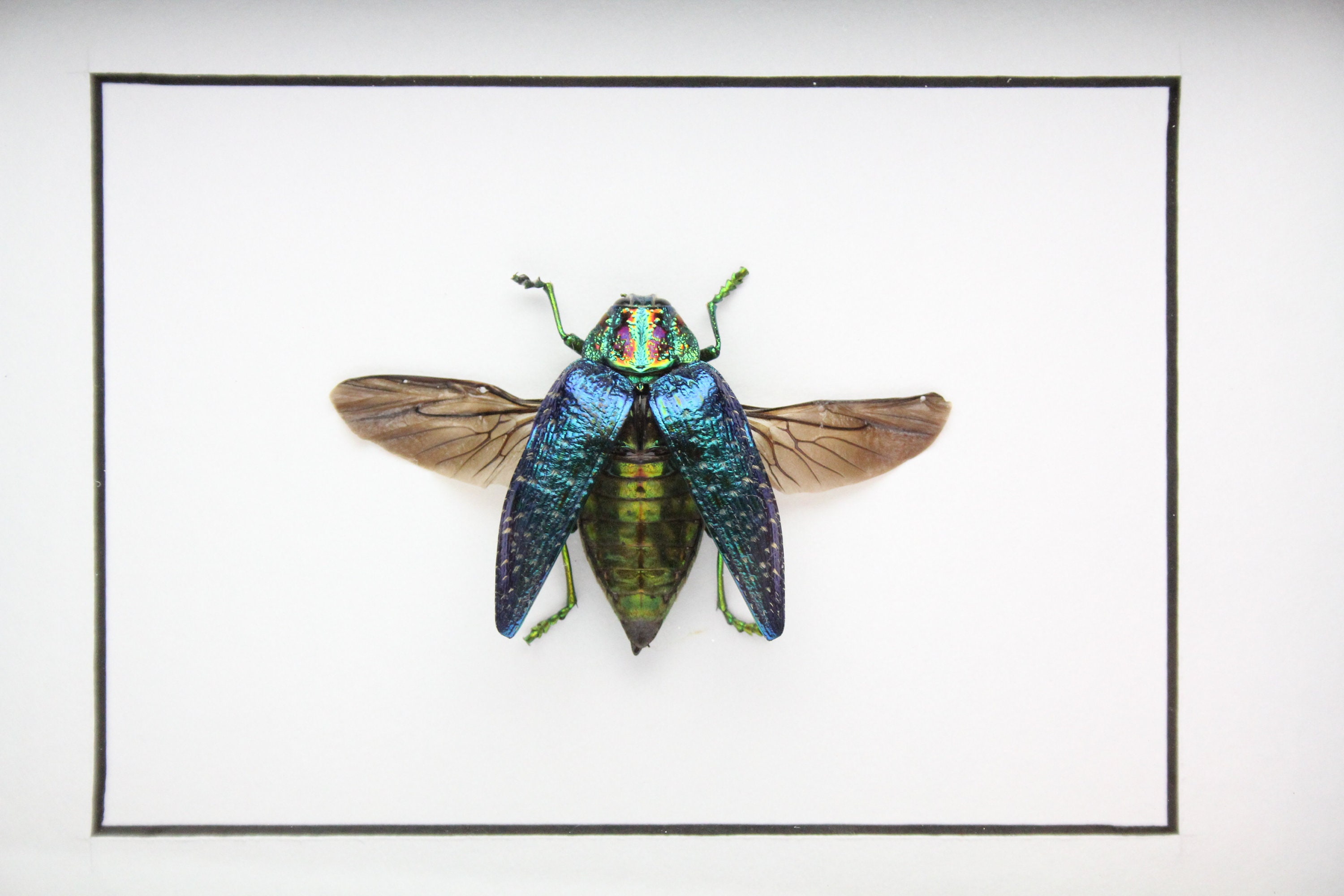 Home Décor Taxidermy & Curiosities Home & Living Real Purple Madagascar ...