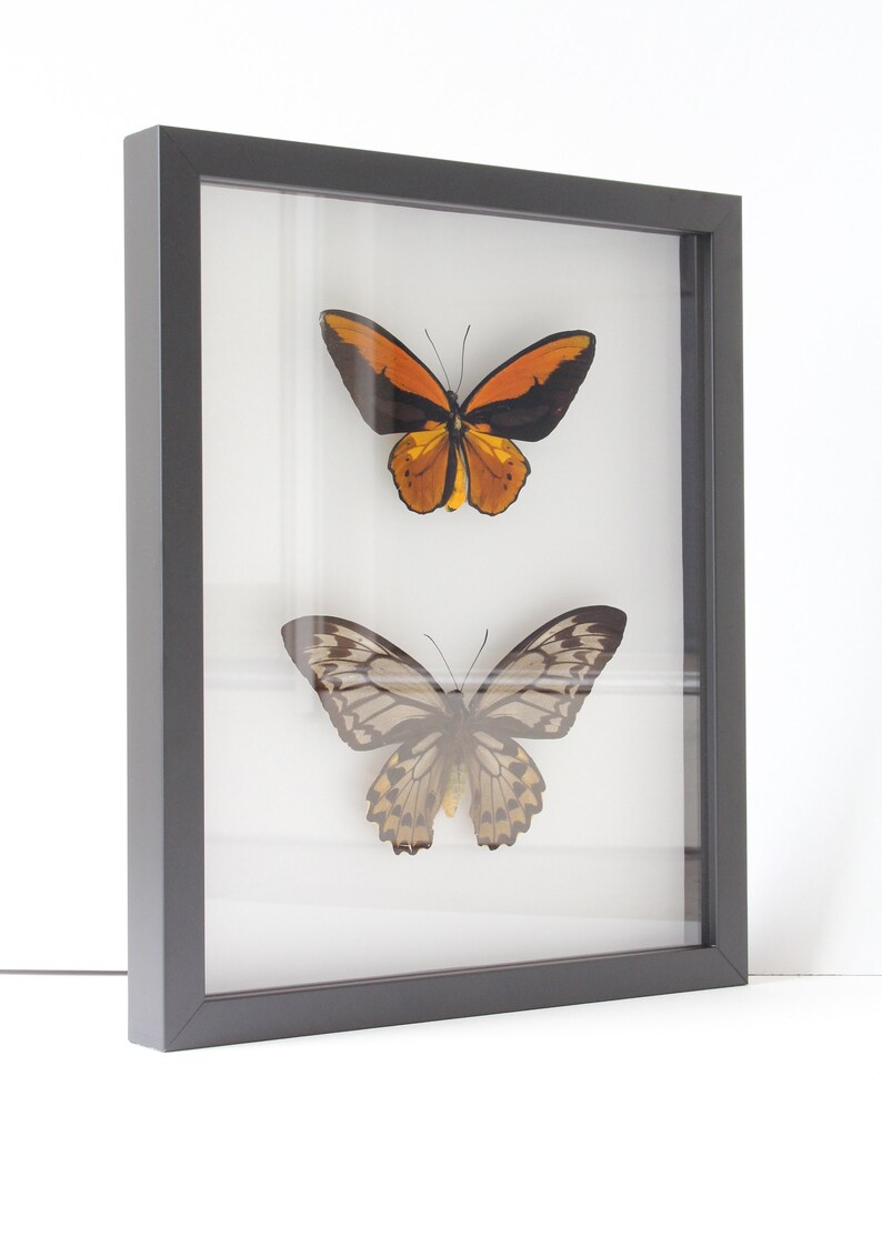Real Wallace's Golden Birdwing Butterfly Pair Framed Insect Bug Gift ...
