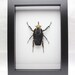 Real Yellow and Black Cicada Framed Insect Bug Gift Becquartina Electa ...
