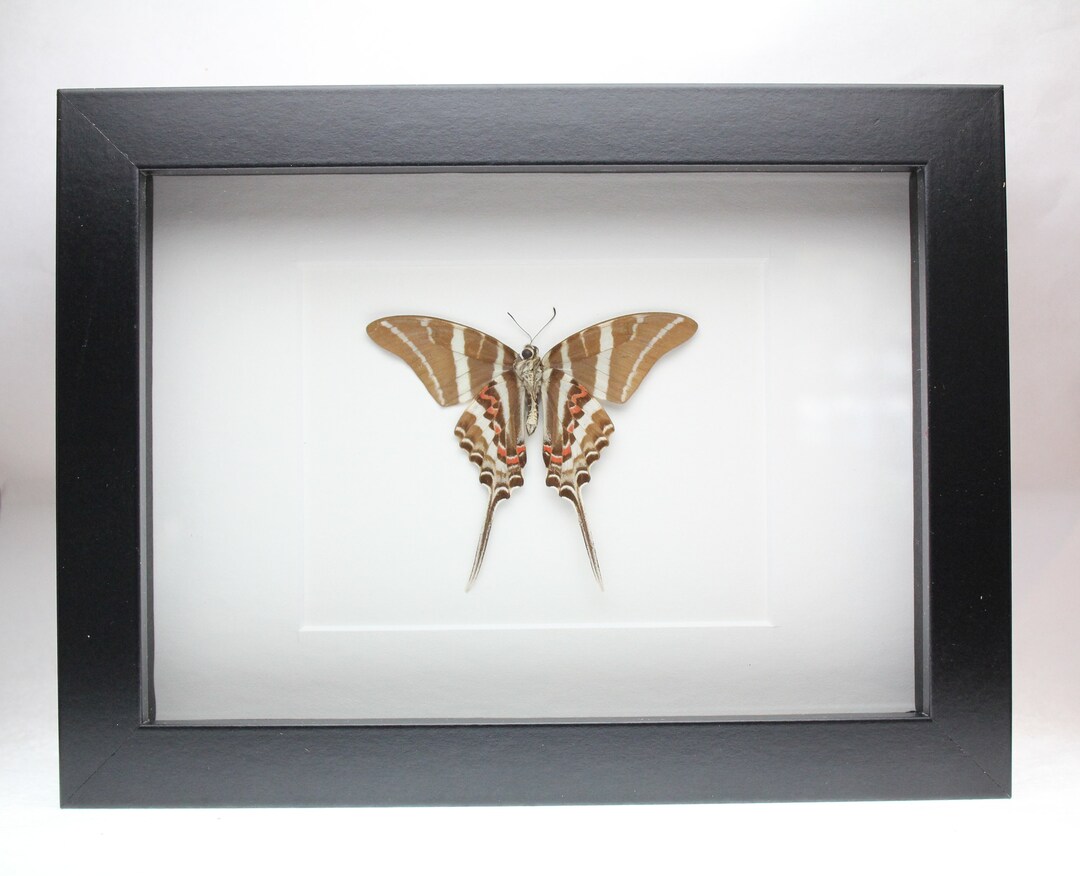 Real Rhesus Swallowtail Butterfly Framed Insect Bug Gift Graphium ...