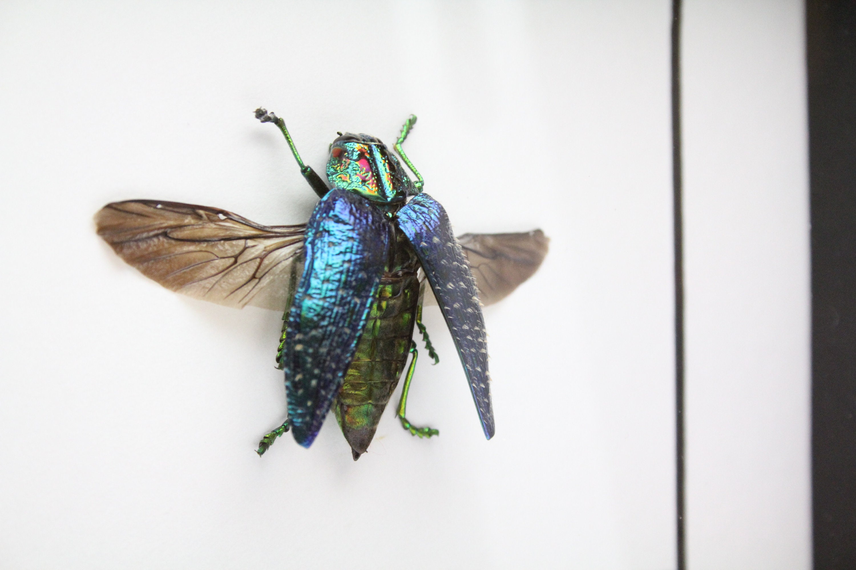 Home Décor Taxidermy & Curiosities Home & Living Real Purple Madagascar ...