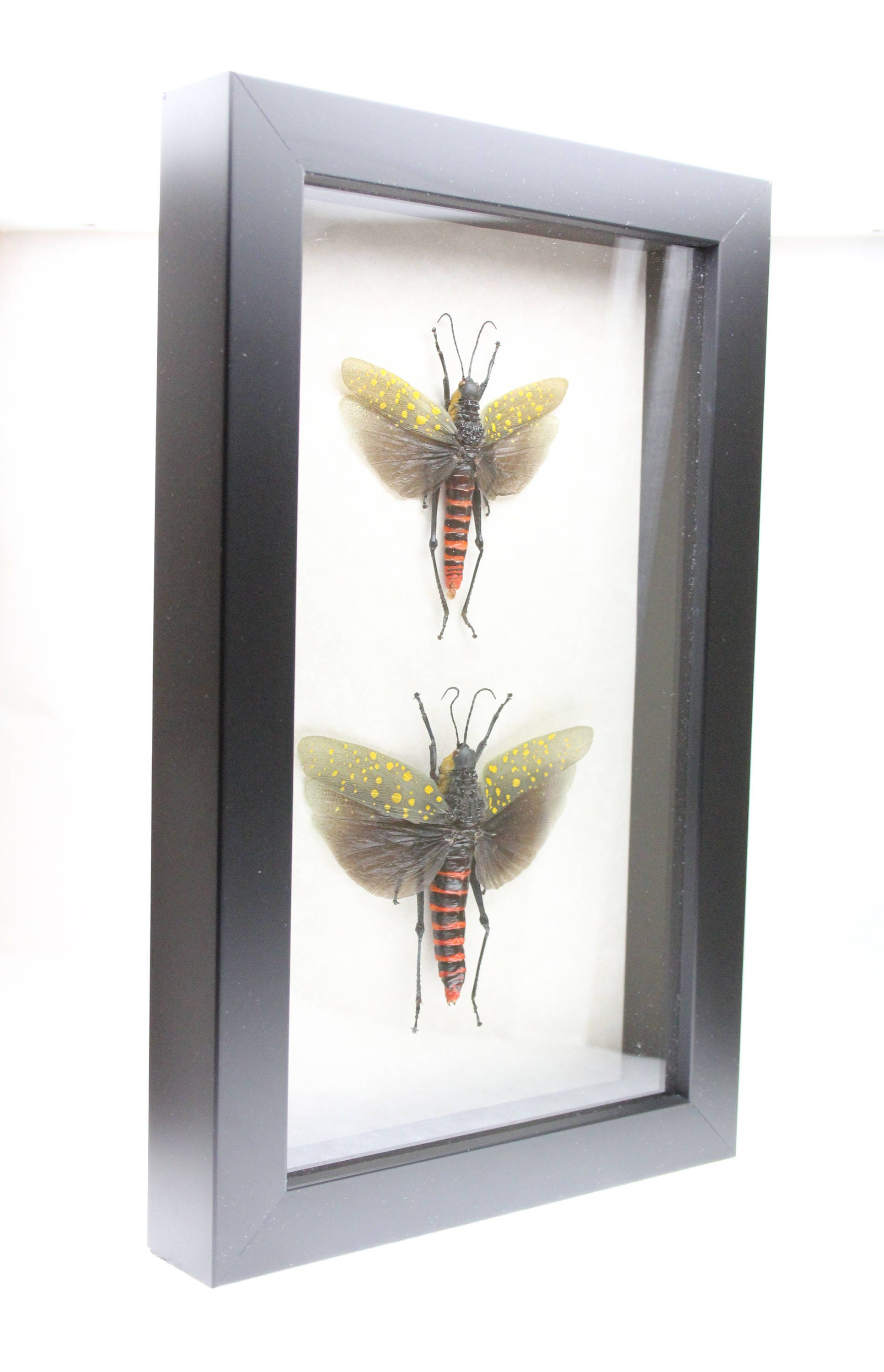 Taxidermy & Curiosities Home Décor Northern Spotted Grasshopper ...