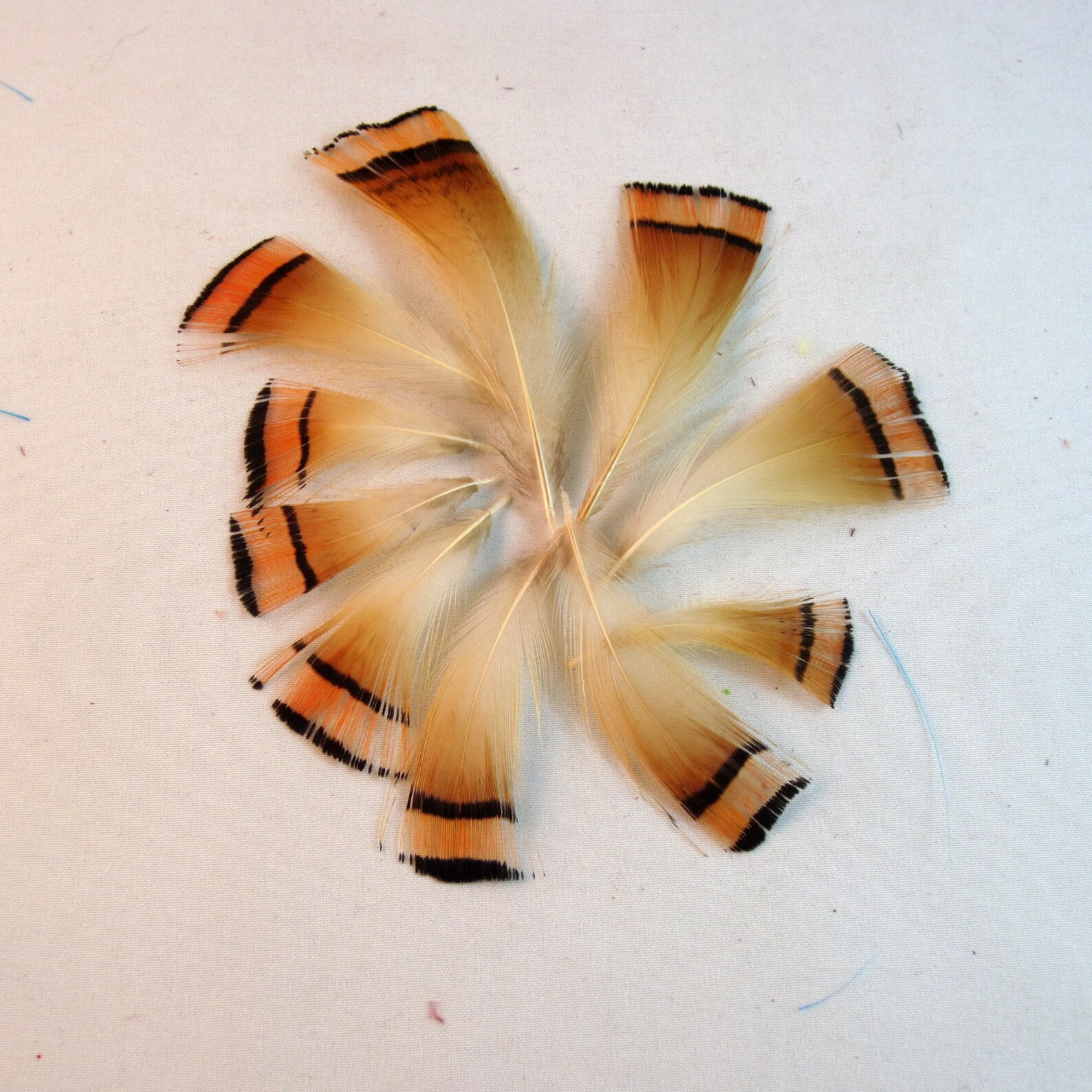 Golden Pheasant Tippet Feathers Natural 10pk Craft Feathers - Etsy