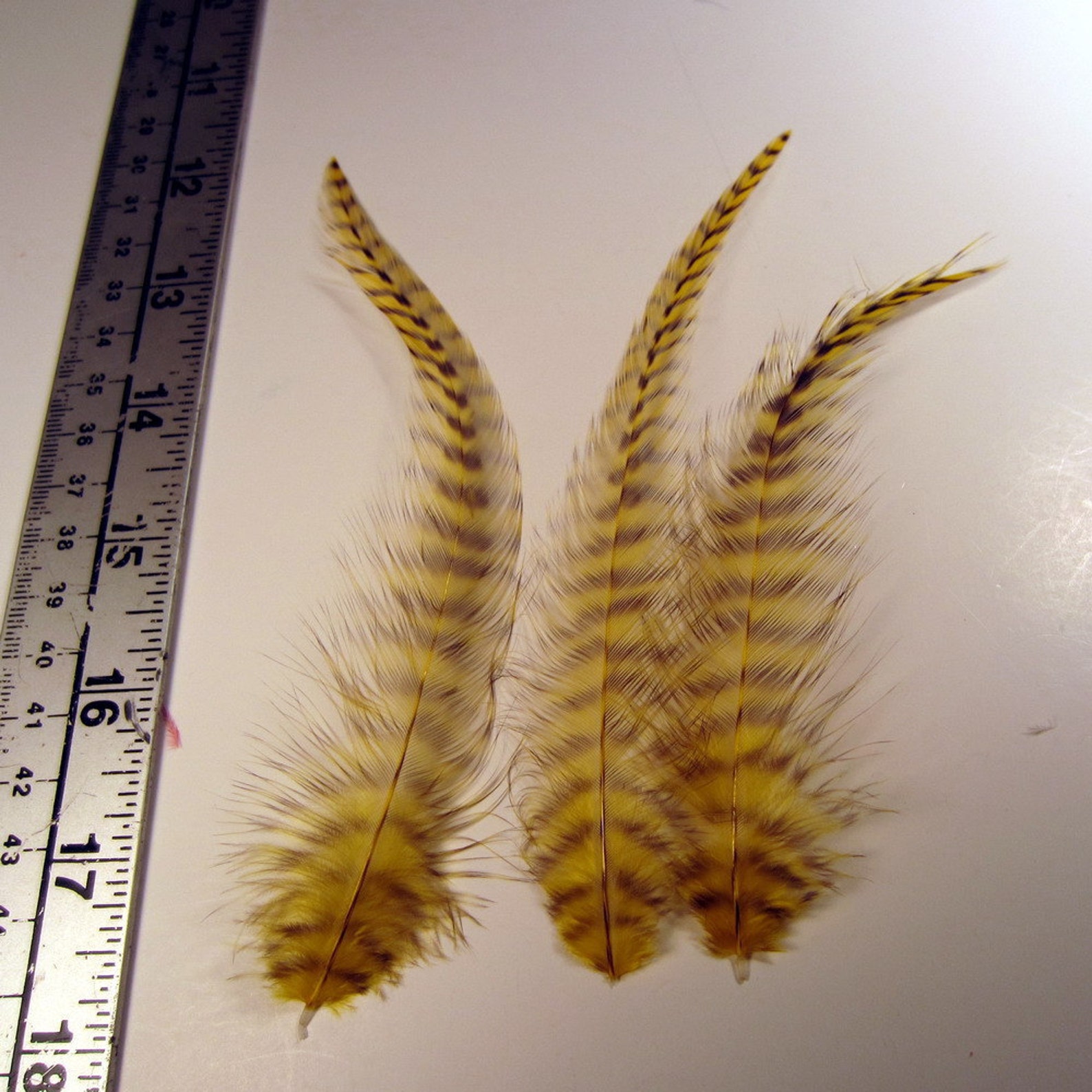24 Yellow Grizzly Feathers Thin Saddle Hackles 2 to 5 Inches - Etsy Canada