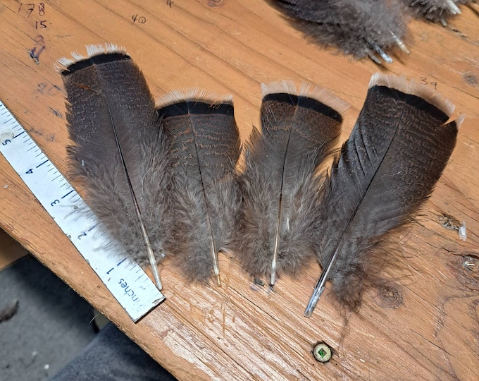 4 Mottled White Tip Turkey Tail Feathers Natural Smudge Feathers Fly ...