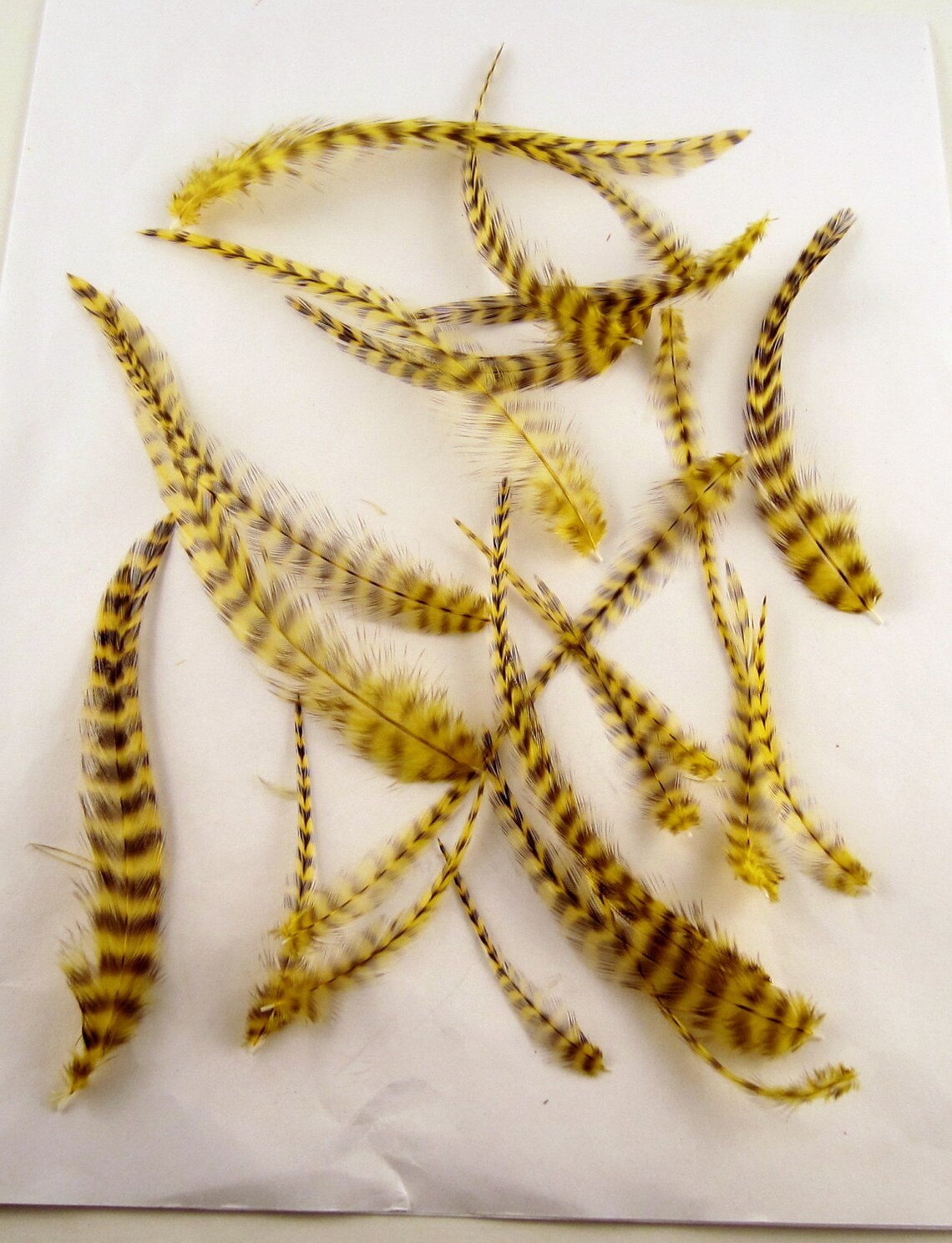 24 Yellow Grizzly Feathers Thin Saddle Hackles 2 to 5 Inches - Etsy Canada