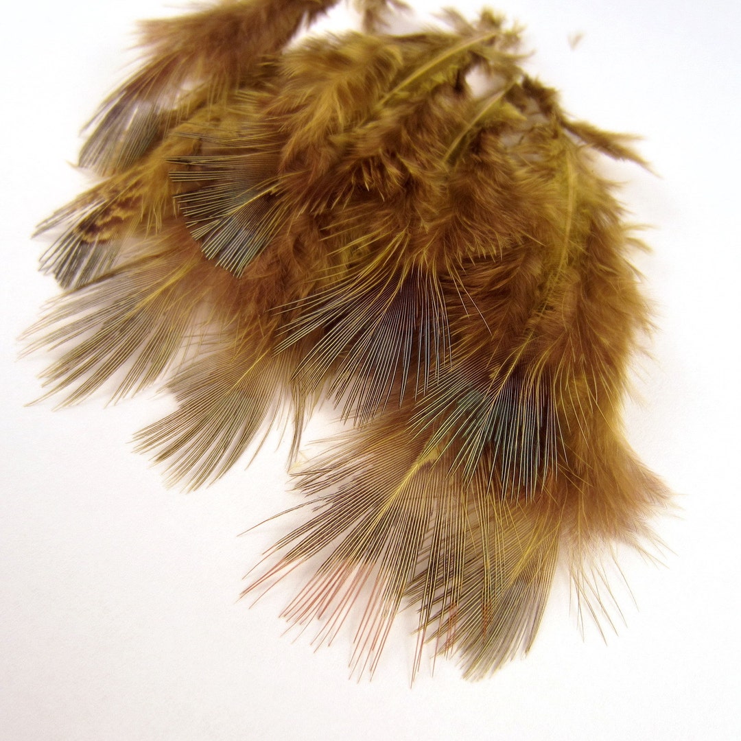 Ringneck Pheasant Rump Feathers Olive Craft Feathers , Fascinators ...