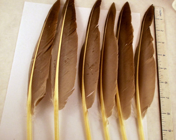 Grey Goose Natural Pointer Feathers 4 Pack Smudge Feathers - Etsy