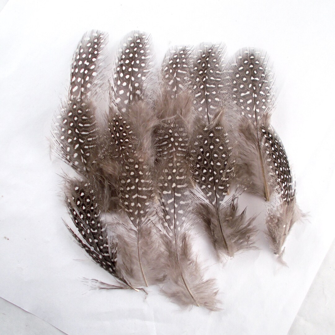 30 Assorted Guinea Fowl 2 to 3 Inch Loose Natural Feathers - Etsy