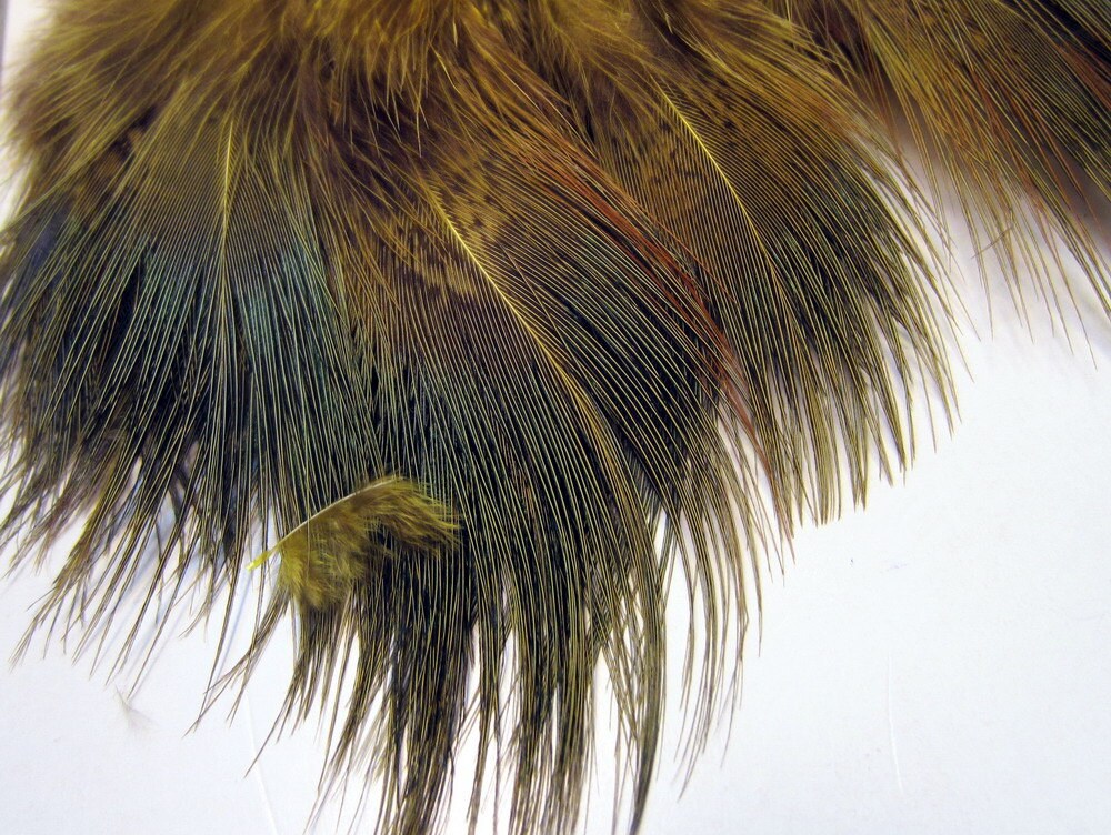 Ring Neck Pheasant Rump Feathers Yellow Craft - Etsy Canada