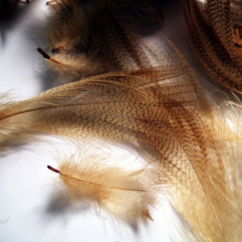 Wood Duck Feathers Mallard Flank Dyed Scrap Booking Craft - Etsy