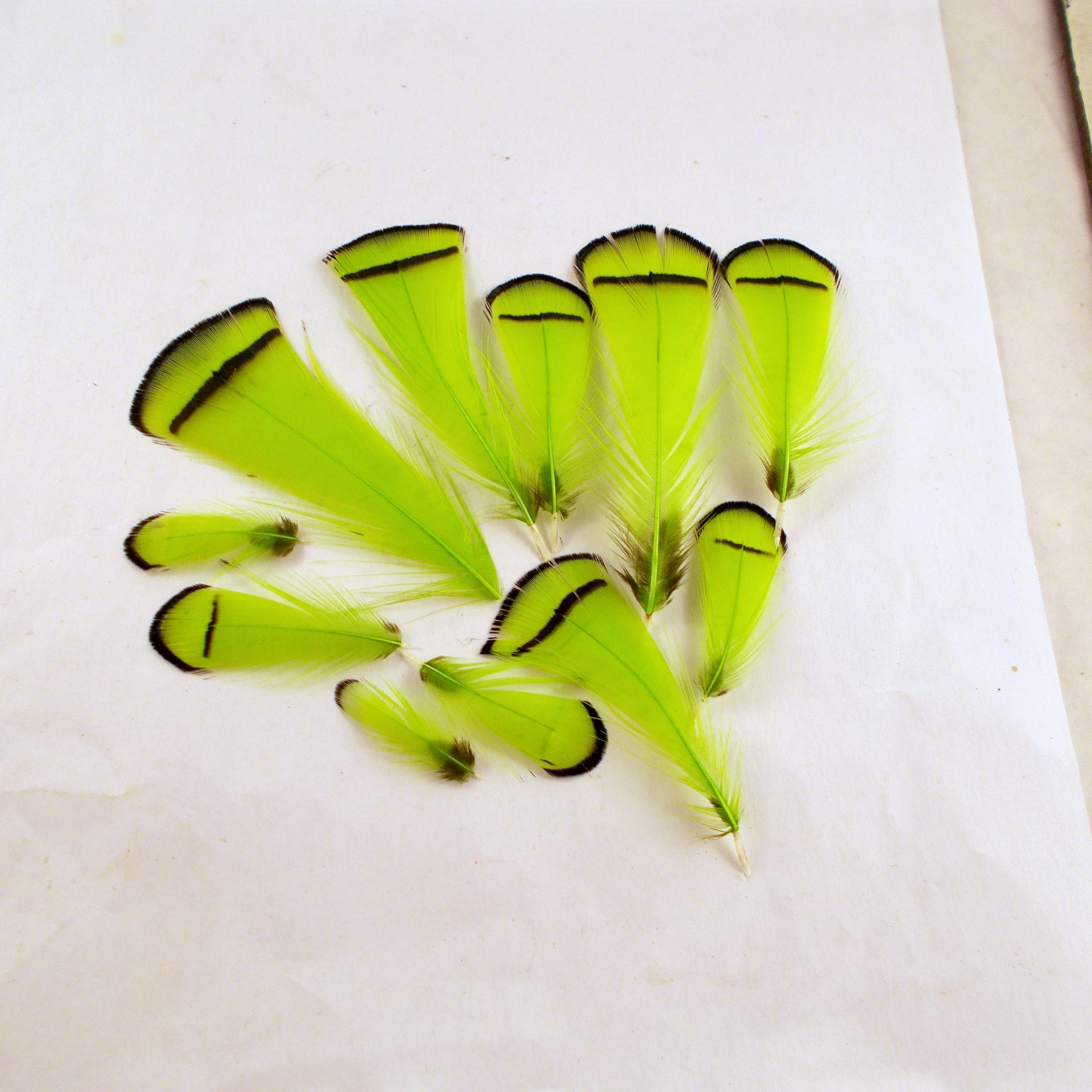 LIme Green Feathers Lady Amherst pheasant tippets Feathers for | Etsy