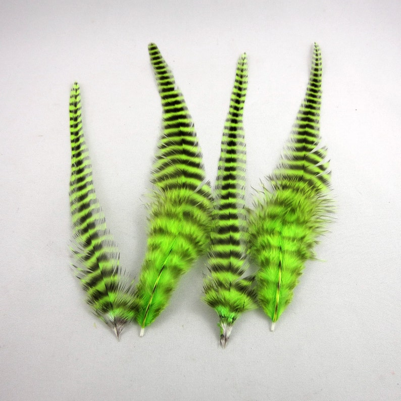 24 Feathers Magnum Tiger Bared Black and Lime Green 3 to 8 | Etsy