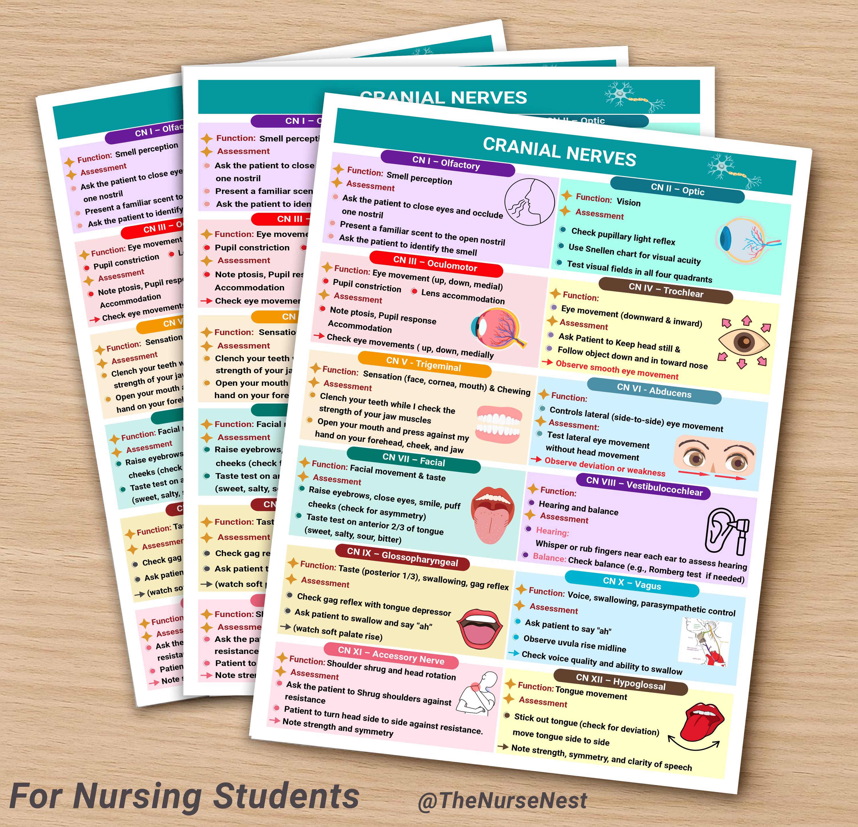 Cranial Nerves Assessment: Nursing Cheat Sheet With Mnemonics ...