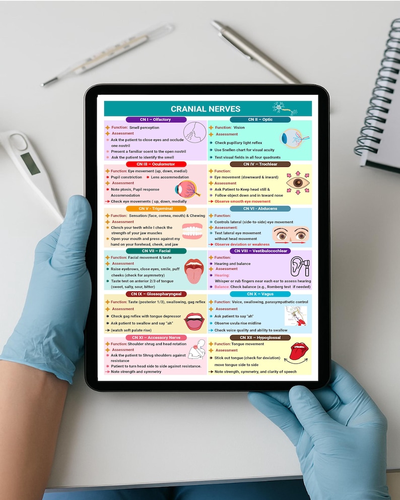 Cranial Nerves Assessment: Nursing Cheat Sheet With Mnemonics ...