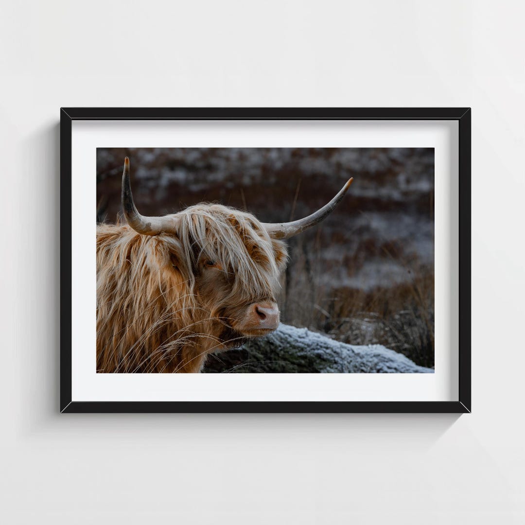 Highland Cow Print: Scottish Highlands Photography, Home Decor - Etsy