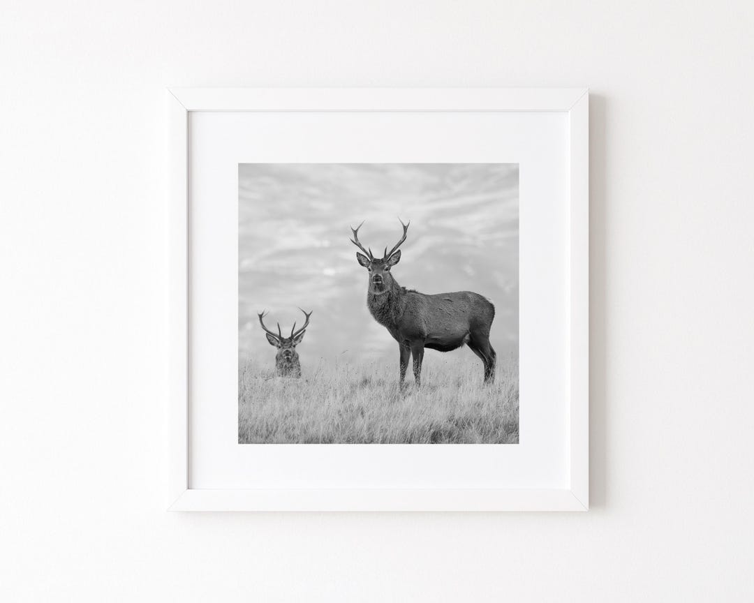 Red Deer Stags Print: Unframed Wall Art - Etsy