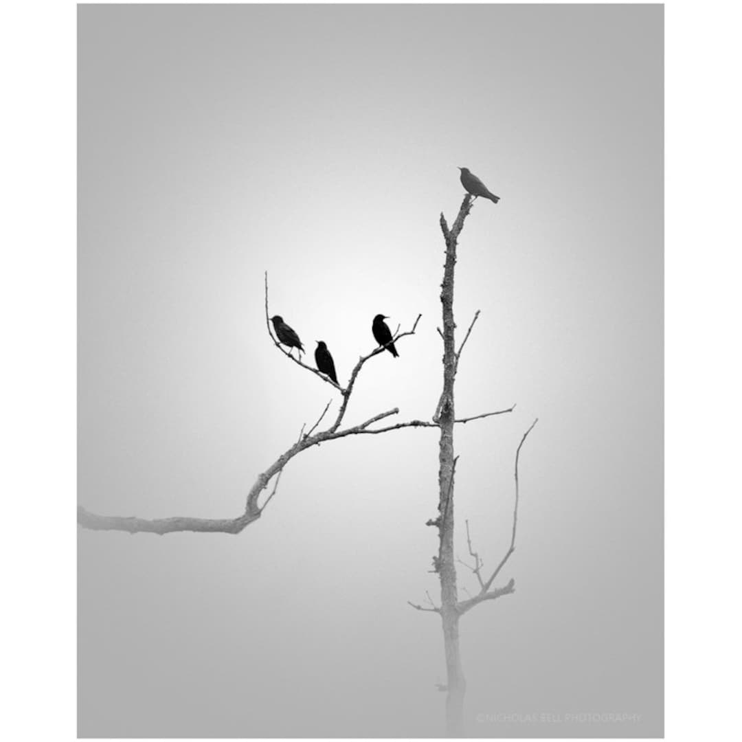 Black and White Photography, Black Birds, Minimalist Photography ...
