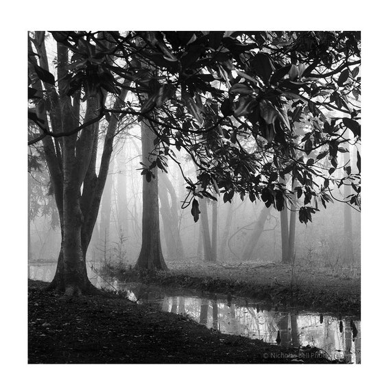 Black And White Tree Photography