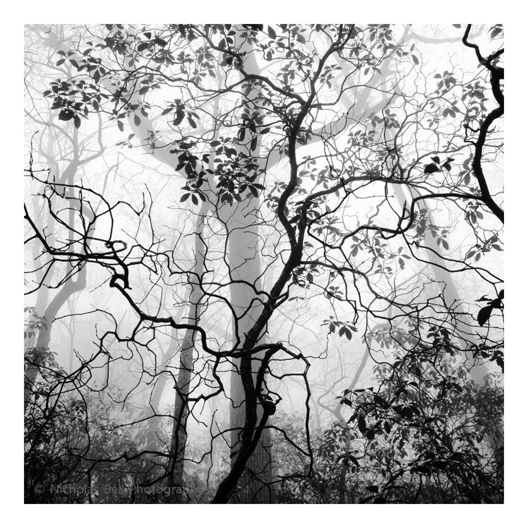 Black and White Photography, Tree Photography Print, Tree Print Black ...