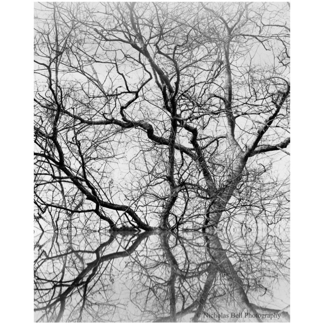 Black and White Tree Photography, Tree Print, Forest Photography, Moody ...